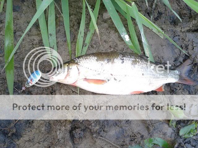 Skobalj (Chondrostoma nasus) - Strana 13 - Varaličar.com