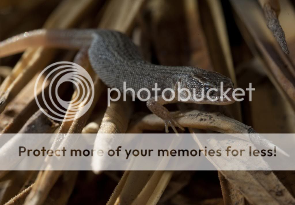 The Alaskan Transplant 1: 2012-2013 California and Arizona - Field Herp ...