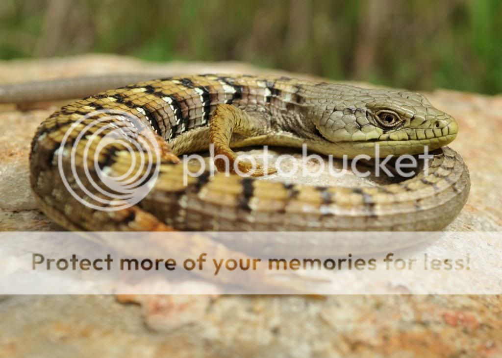 The Alaskan Transplant 4: 2009-2007 All over - Field Herp Forum