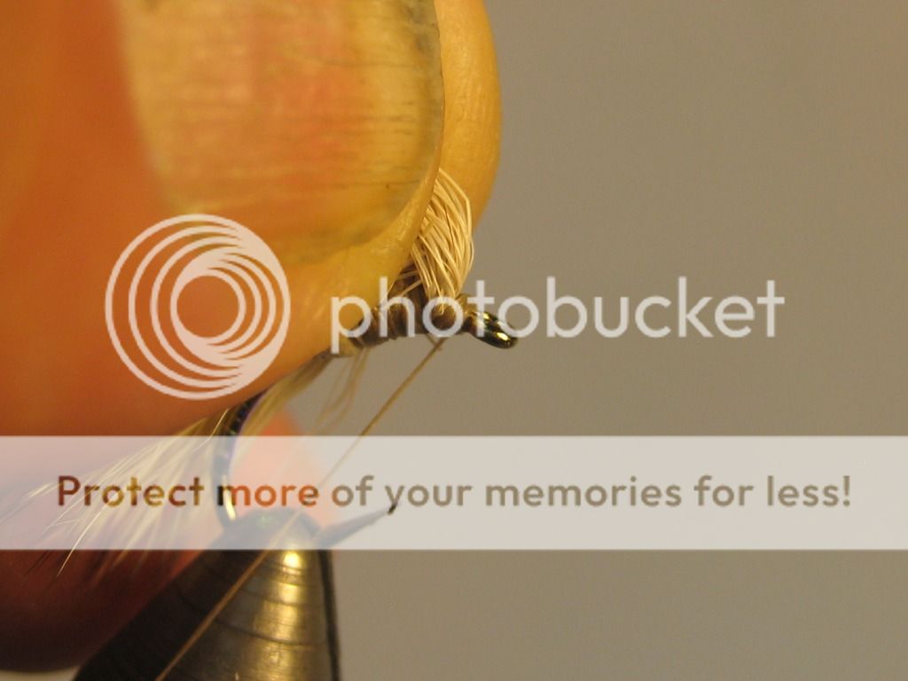 Craven's Screaming Banshee (Carnage variation) | Washington Fly Fishing ...